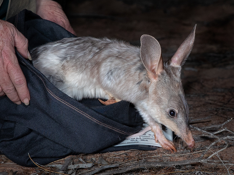 Help secure the Bilby’s future - Australian Wildlife Conservancy