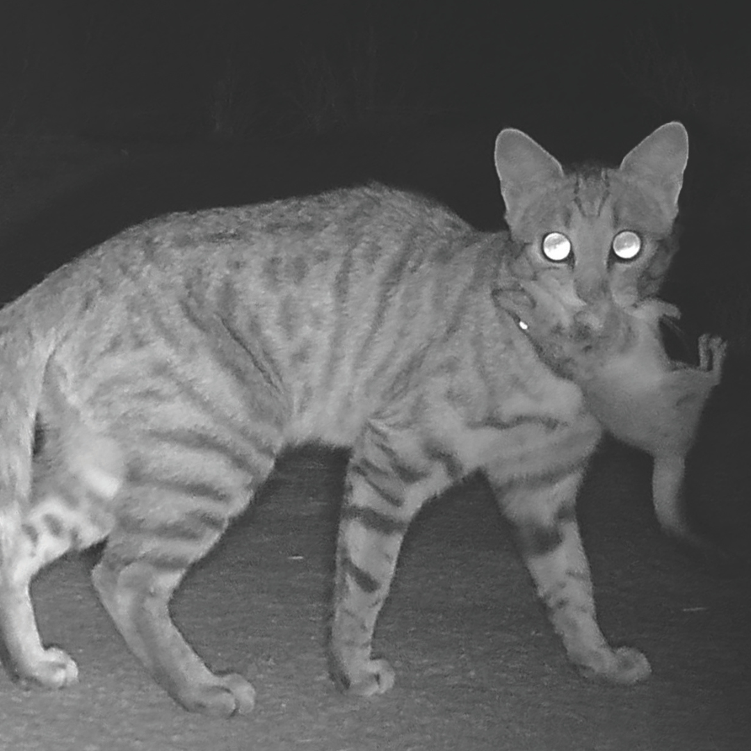 Help secure the Bilby’s future - Australian Wildlife Conservancy