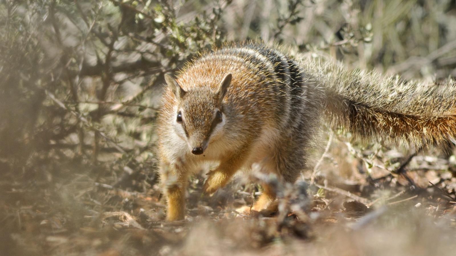 Wildlife Guardians - Australian Wildlife Conservancy