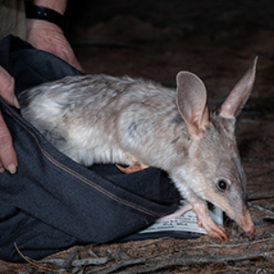 Help secure the Bilby’s future - Australian Wildlife Conservancy